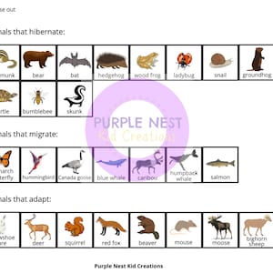 Animals in Winter Sorting Worksheet: Hibernate, Migrate, Adapt (PDF) - Etsy