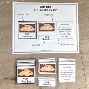 Ant Mini Unit Study, Ants, Insects, Ant Life Cycle, Ant Hill, Four Part Cards, Educational ...