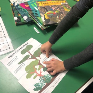 Layers of the Rainforest Worksheet, Rainforest Habitat, Geography ...