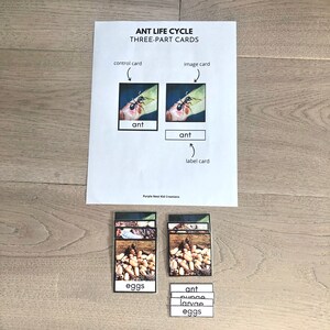 Ant Mini Unit Study, Ants, Insects, Ant Life Cycle, Ant Hill, Four Part Cards, Educational ...
