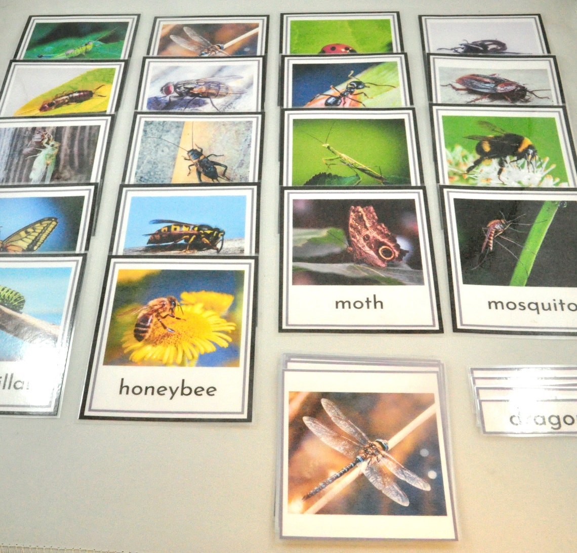 Insects Flash Cards Bugs Insects Montessori Nomenclature | Etsy