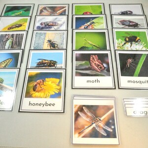 Insects Flash Cards, Bugs, Insects, Montessori, Nomenclature, Three ...