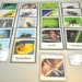Insects Flash Cards, Bugs, Insects, Montessori, Nomenclature, Three ...