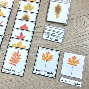Autumn Leaves Flash Cards, Autumn, Fall Leaves, Montessori ...