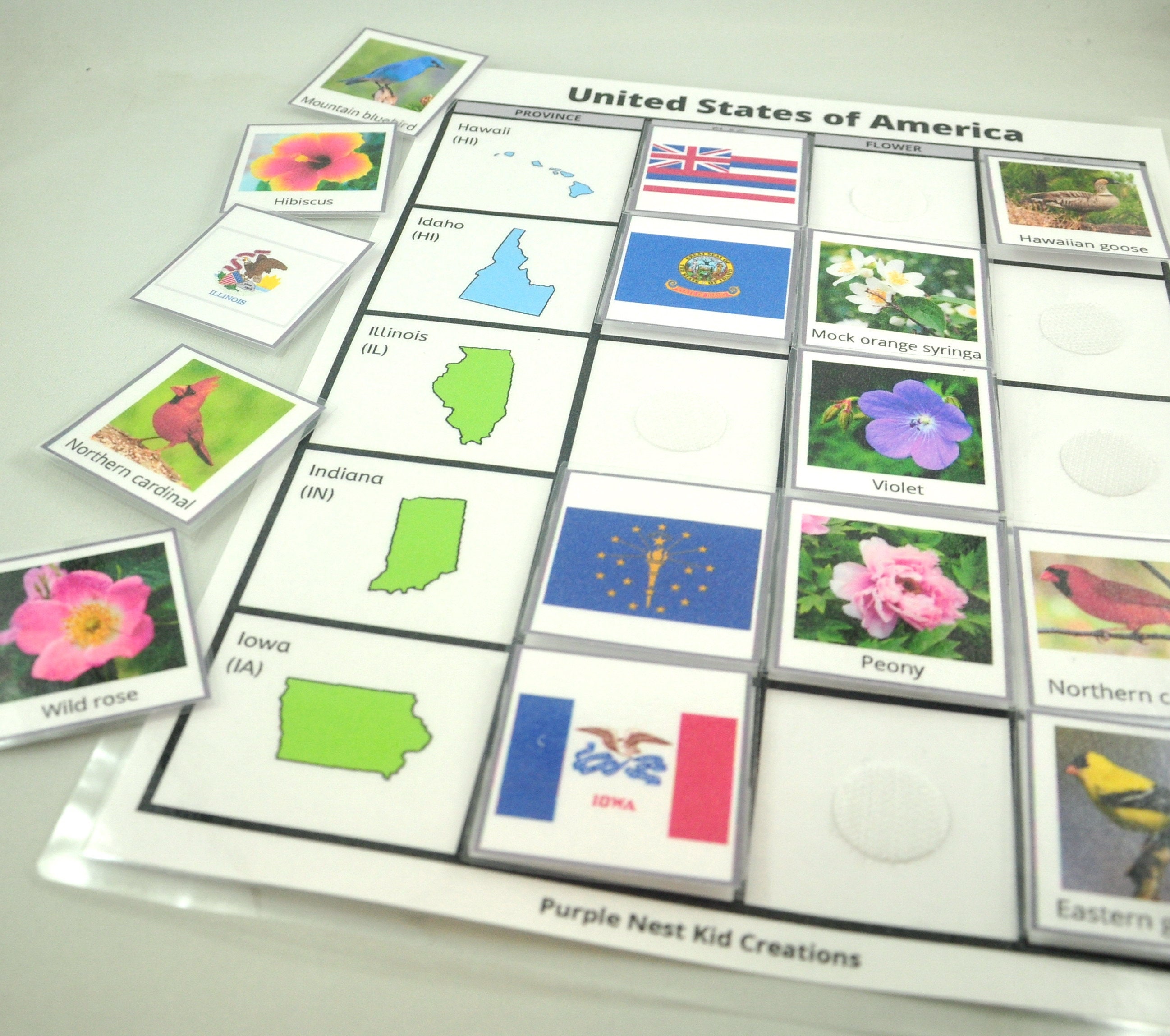 USA Geography Bundle: States, Birds, Flags Printable Activity (PDF) - Etsy