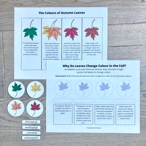 Autumn Leaves Bundle, Autumn Leaves Unit Study, Autumn Activities, Fall ...