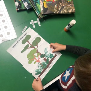 Layers of the Rainforest Worksheet, Rainforest Habitat, Geography ...