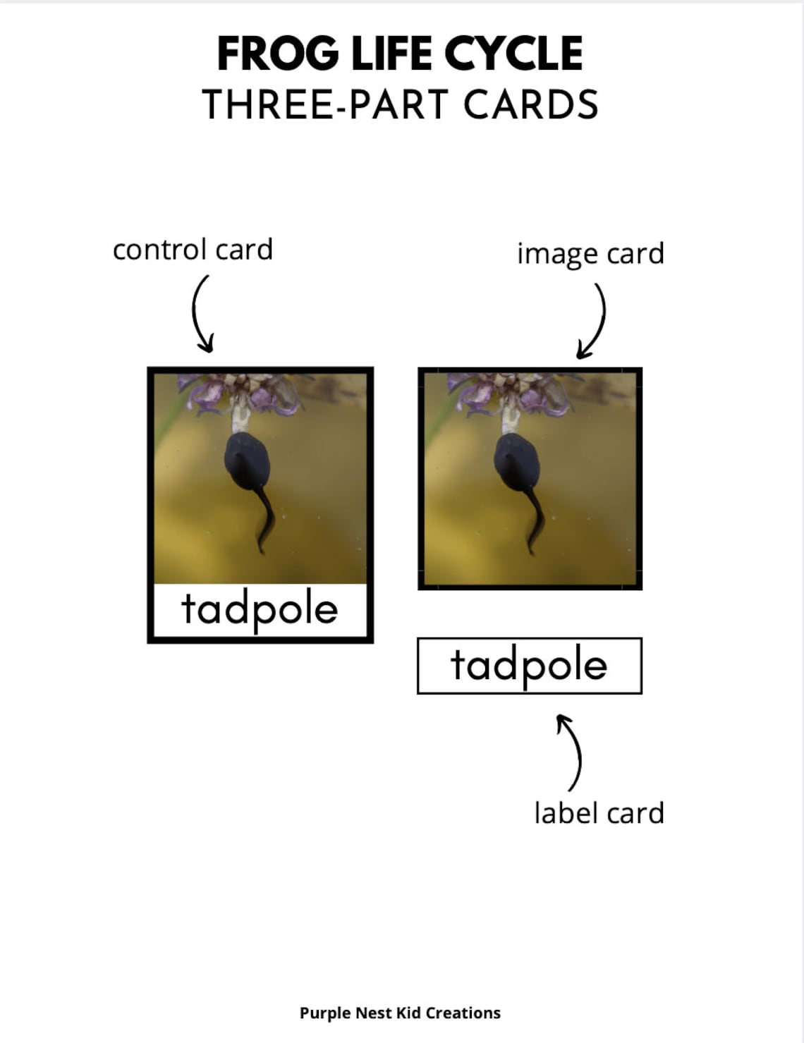 Frog Life Cycle Worksheet and Flash Cards Frog Life Cycle - Etsy