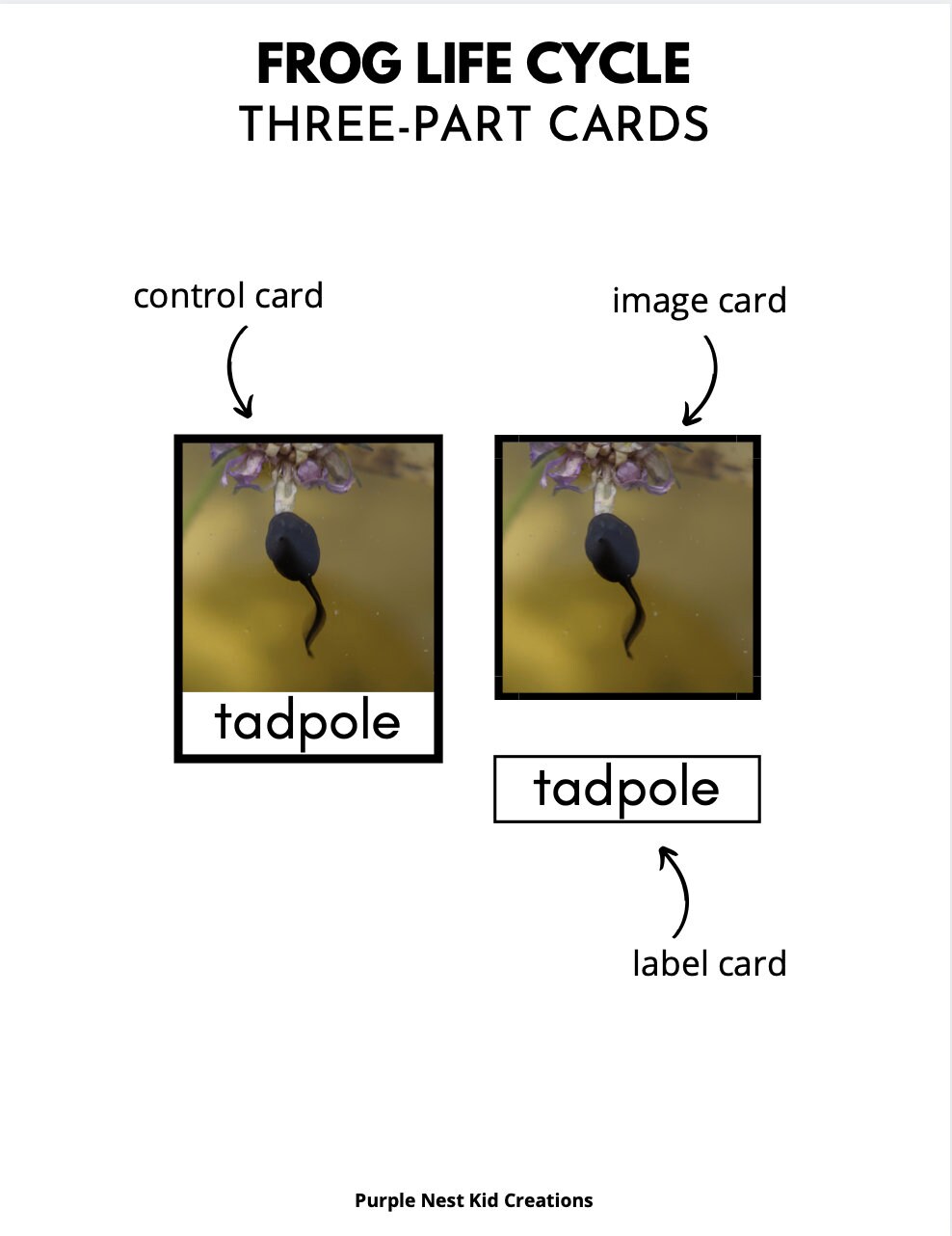 Frog Life Cycle Worksheet and Flash Cards Frog Life Cycle - Etsy