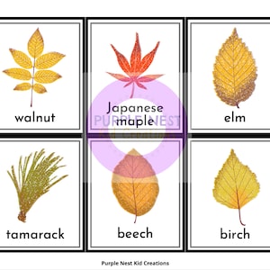 Autumn Leaves Flash Cards, Autumn, Fall Leaves, Montessori ...