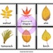 Autumn Leaves Flash Cards, Autumn, Fall Leaves, Montessori ...