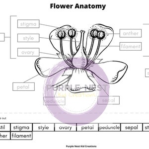 Flower Anatomy Worksheet: Four-part Cards, Educational Printable (PDF ...