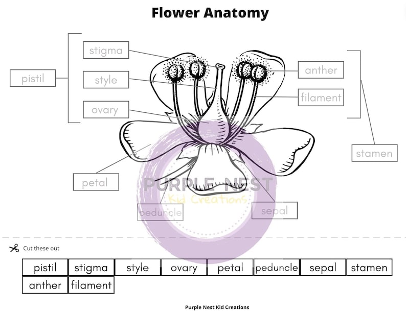 Flower Anatomy Worksheet: Four-part Cards, Educational Printable (PDF ...