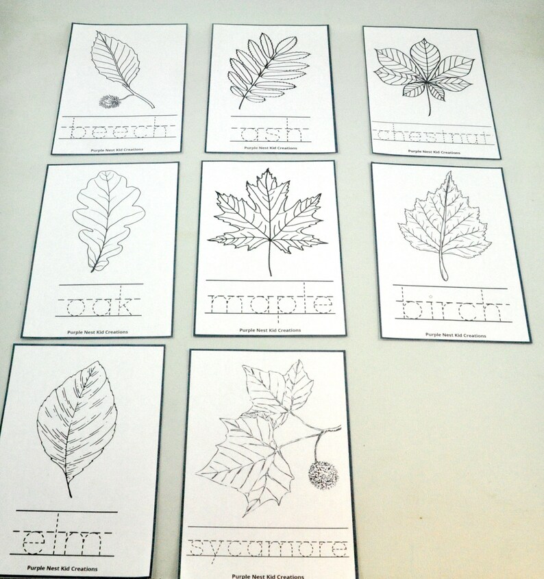 Leaves Colouring and Tracing Cards Fall Autumn Flash Cards - Etsy