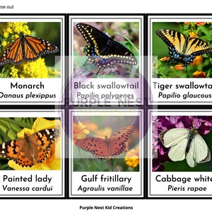 Butterflies and Moths Flash Cards, Insects, Montessori, Nomenclature ...