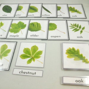 Leaves Flash Cards: Montessori Three Part Cards (digital Download) - Etsy