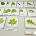 Leaves Flash Cards, Fall, Autumn, Montessori, Nomenclature, Three Part ...