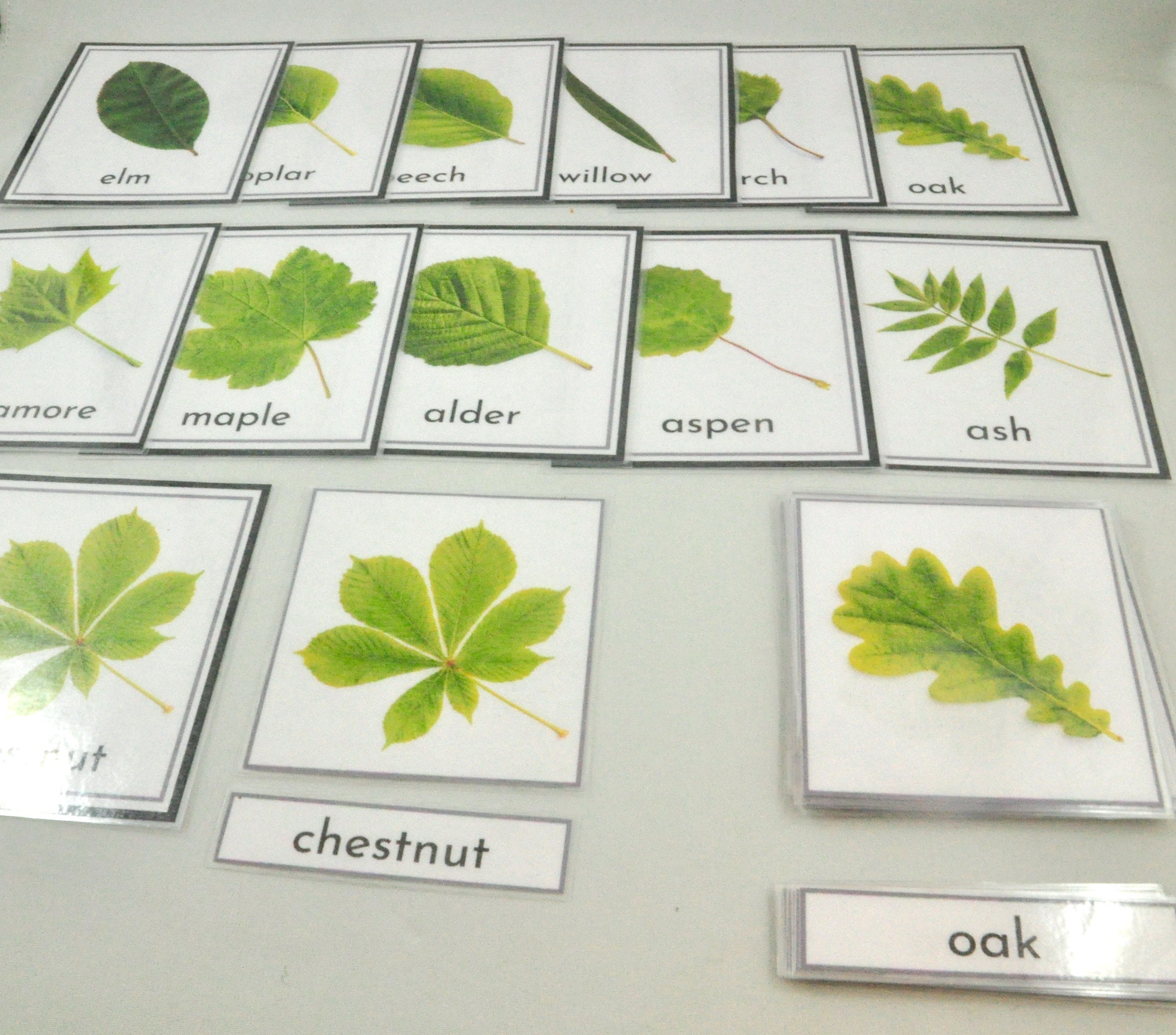 Leaves Flash Cards Fall Autumn Montessori Nomenclature - Etsy