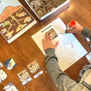 Ant Mini Unit Study, Ants, Insects, Ant Life Cycle, Ant Hill, Four Part ...