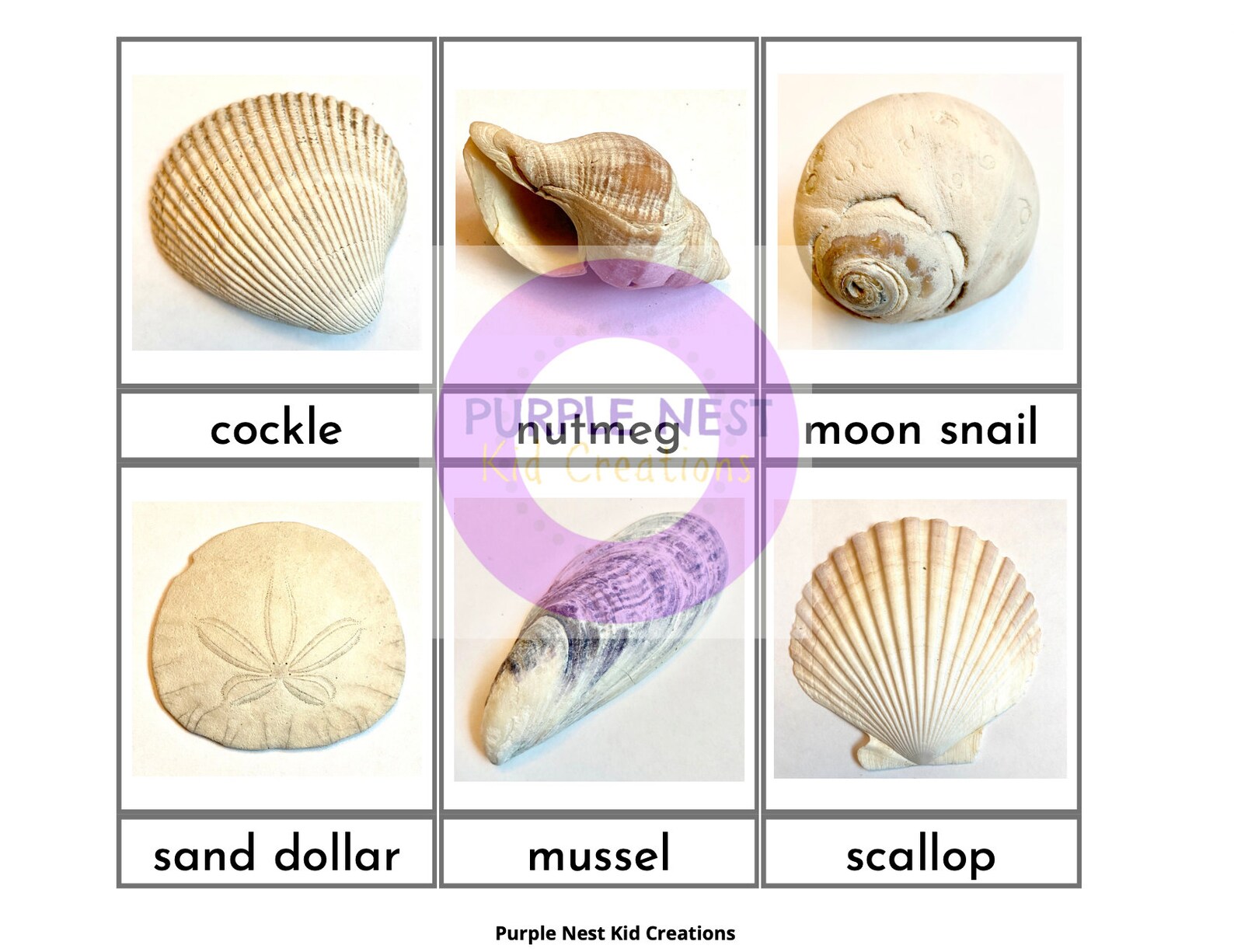 Seashells Flash Cards Ocean Montessori Nomenclature Three | Etsy