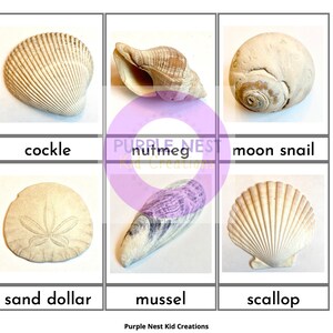 Seashells Flash Cards, Ocean, Montessori, Nomenclature, Three Part ...