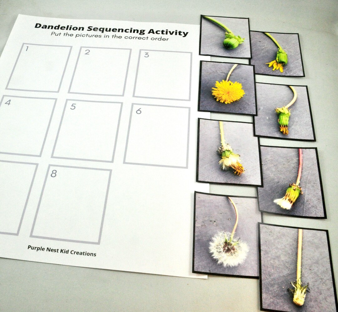 Dandelion Sequencing Activity, Dandelion Life Cycle, Cut and Paste ...