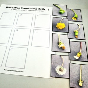 Dandelion Sequencing Activity, Dandelion Life Cycle, Cut and Paste ...