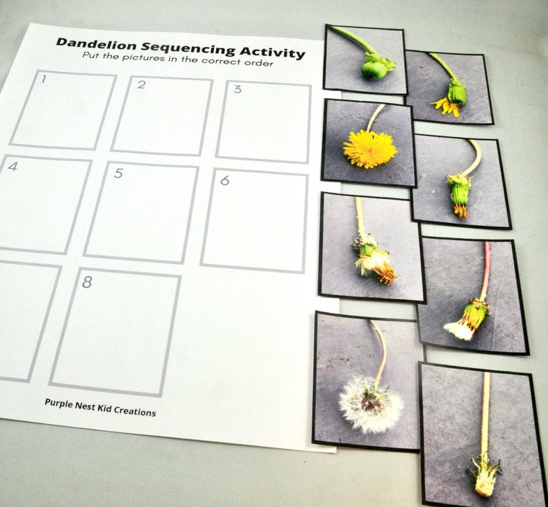 Dandelion Sequencing Activity Dandelion Life Cycle Cut and | Etsy