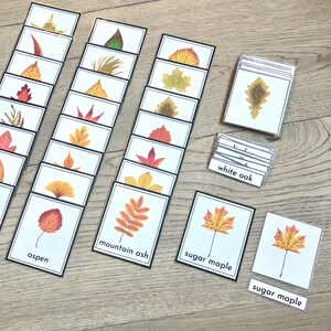 Autumn Leaves Flash Cards, Autumn, Fall Leaves, Montessori ...