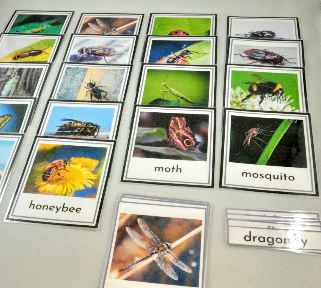 Insects Flash Cards, Bugs, Insects, Montessori, Nomenclature, Three ...