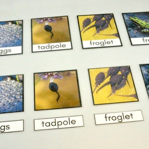 Frog Life Cycle Worksheet and Flash Cards, Frog Life Cycle, Three Part ...