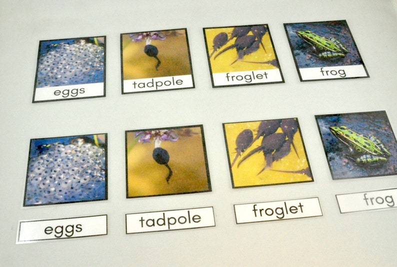 Frog Life Cycle Worksheet and Flash Cards Frog Life Cycle - Etsy