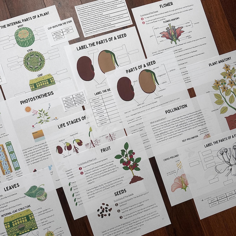 Plants Bundle: From Roots to Reproduction, Plant Anatomy, Seed ...