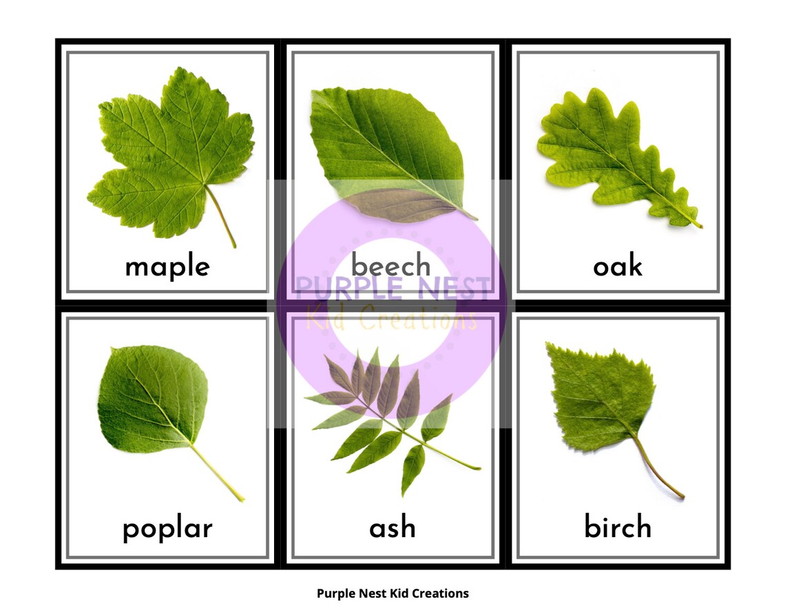Leaves Flash Cards Fall Autumn Montessori Nomenclature | Etsy