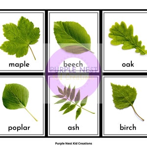 Leaves Flash Cards, Fall, Autumn, Montessori, Nomenclature, Three Part ...