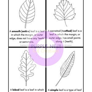 Leaf Observation Worksheets & Fact Cards: Autumn Nature Study (PDF) - Etsy