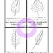 Leaf Observation Worksheets & Fact Cards: Autumn Nature Study (PDF) - Etsy