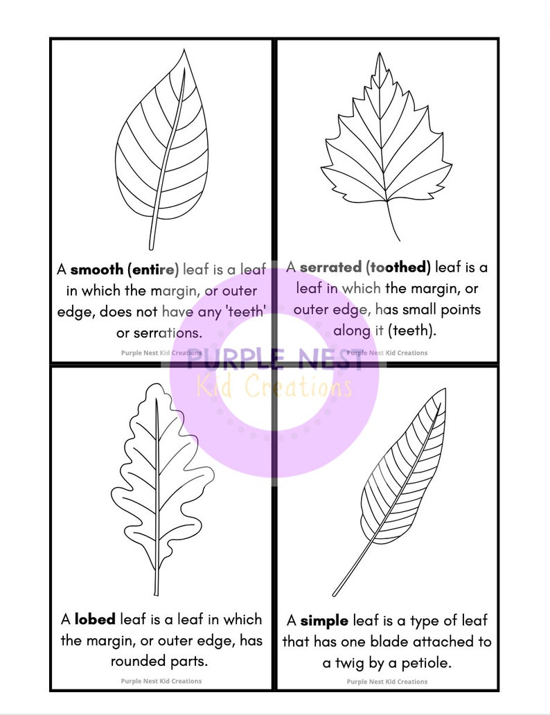 Leaf Observation Worksheets & Fact Cards: Autumn Nature Study (PDF) - Etsy