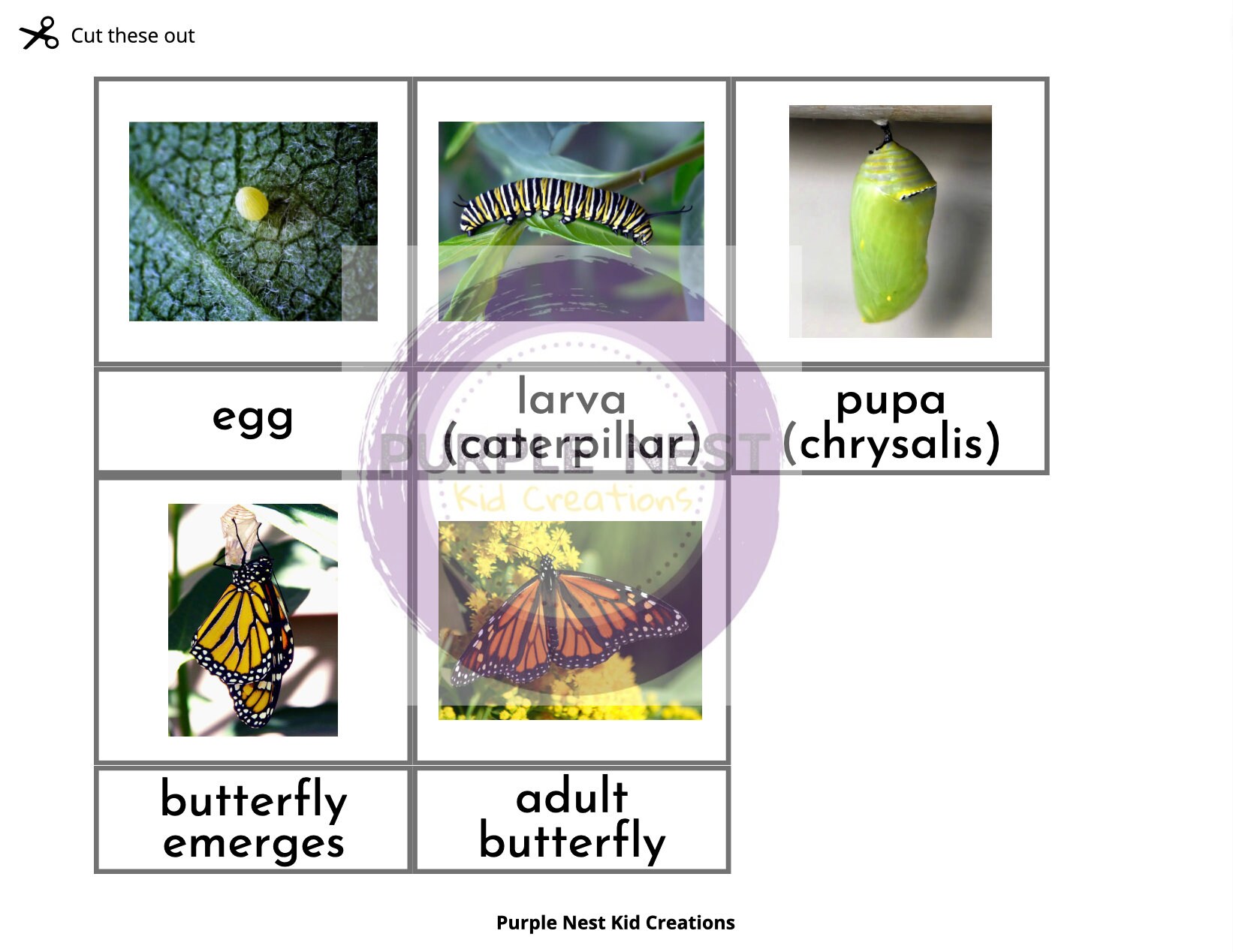 Life Cycle of a Butterfly Worksheet Butterflies Butterfly - Etsy