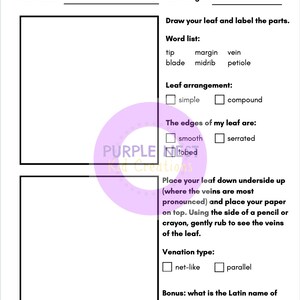 Leaf Observation Worksheets & Fact Cards: Autumn Nature Study (PDF) - Etsy