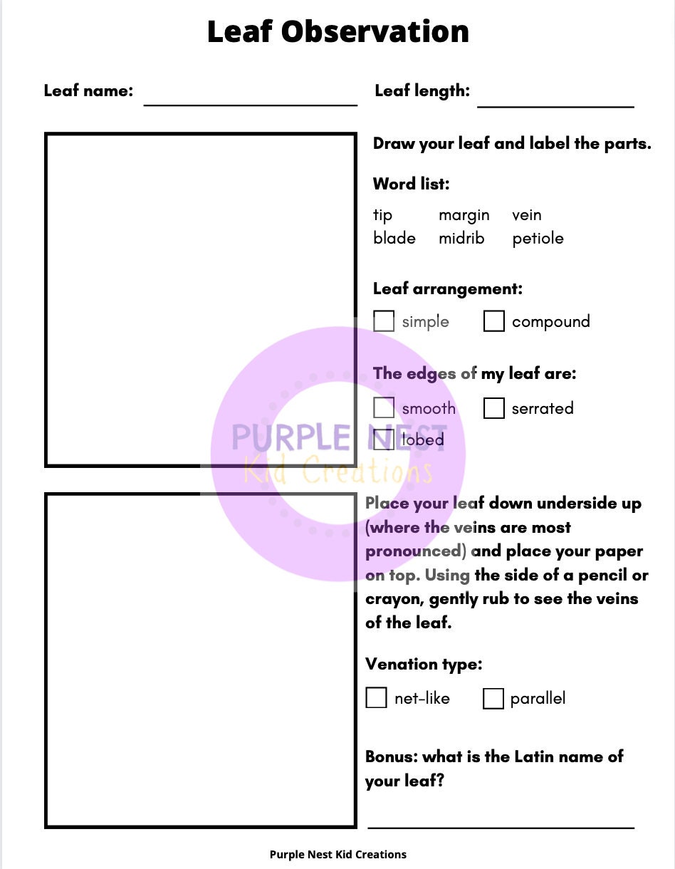 Leaf Observation Worksheets & Fact Cards: Autumn Nature Study (PDF) - Etsy