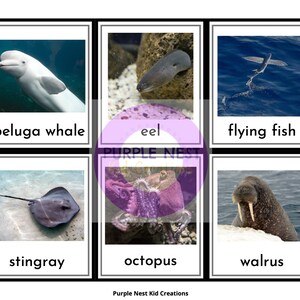 Ocean Animals Flash Cards, Ocean, Montessori, Nomenclature, Three Part ...