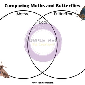 Moths and Butterflies Sorting Game: Venn Diagram Printable (PDF) - Etsy