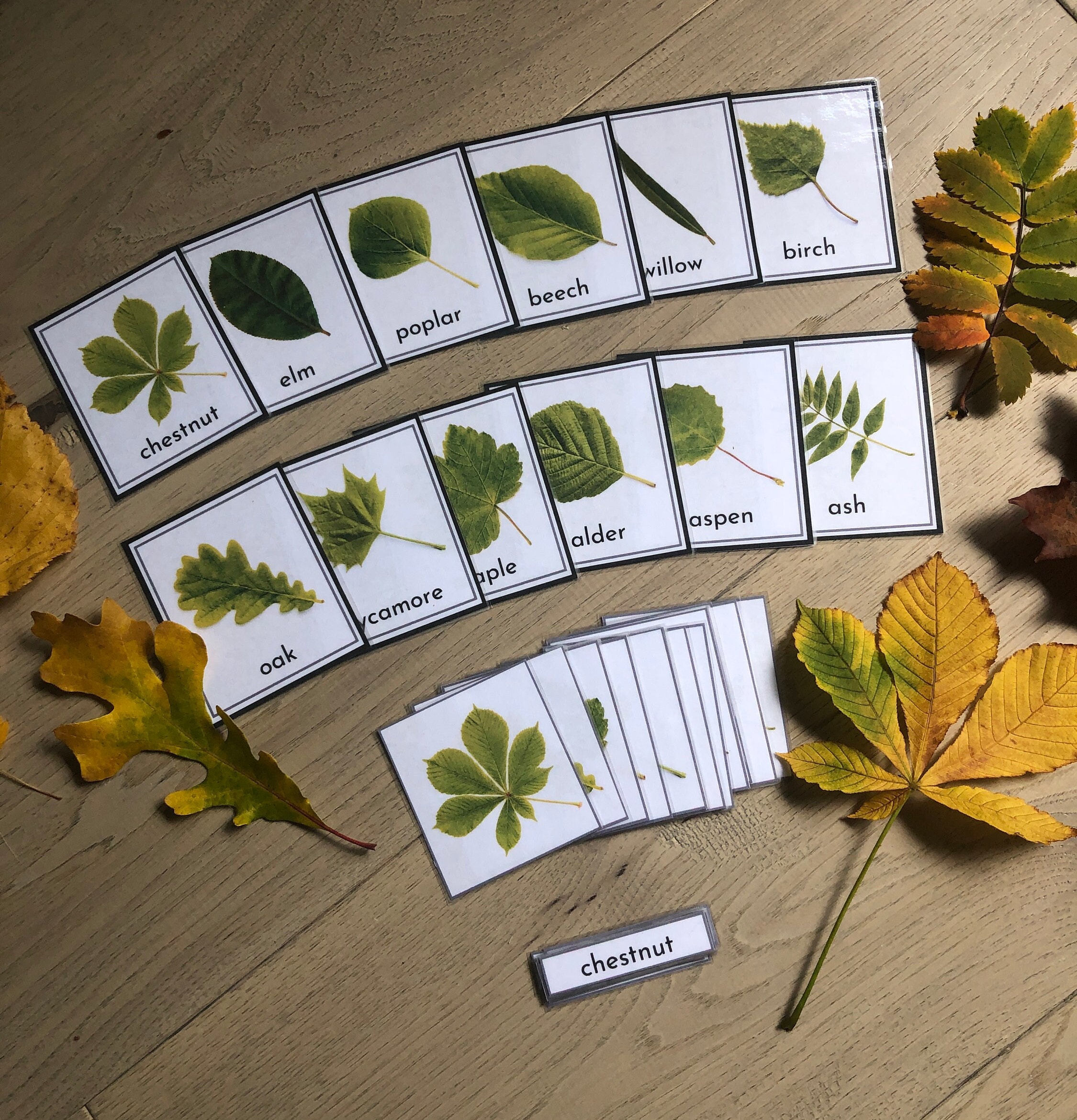 Leaves Flash Cards Fall Autumn Montessori Nomenclature | Etsy