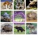 Australian Animals Matching Worksheet, Busy Book Page, Educational ...
