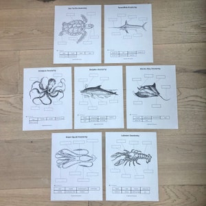 Ocean Animals Anatomy Worksheets, Ocean Diagrams, Labels, Educational ...