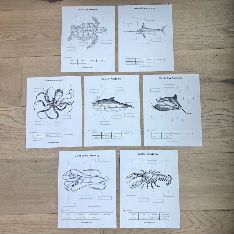 Ocean Animals Anatomy Worksheets Ocean Diagrams Labels - Etsy