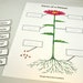 Plant Parts Flash Cards: Montessori Flower Diagram (educational ...