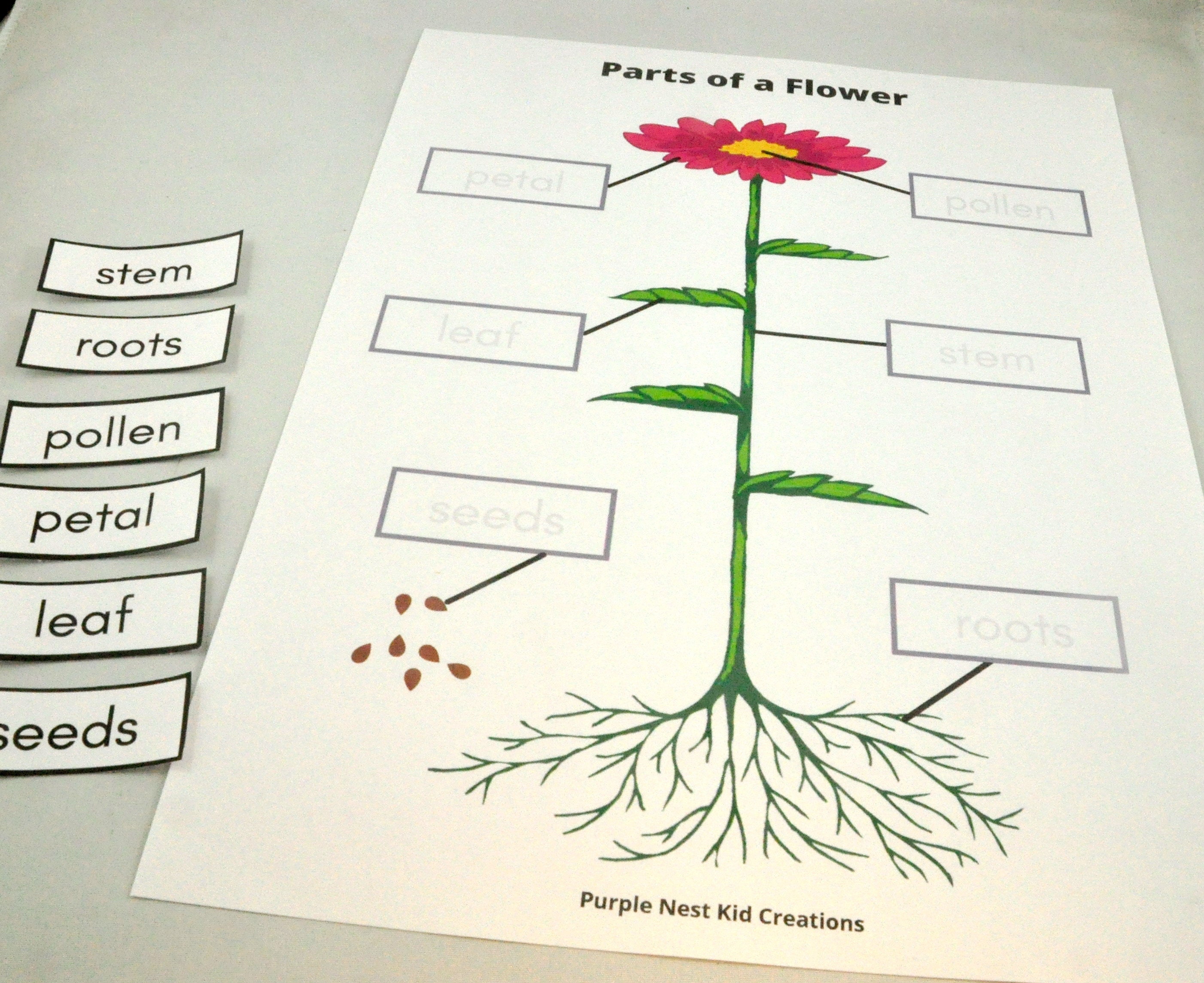 Plant Parts and Needs Flash Cards Flower Diagram Montessori | Etsy Canada