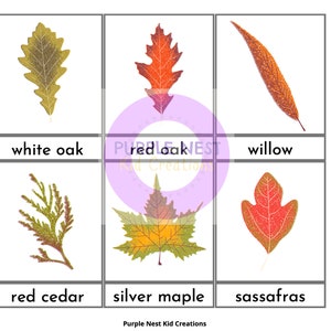 Autumn Leaves Flash Cards, Autumn, Fall Leaves, Montessori ...